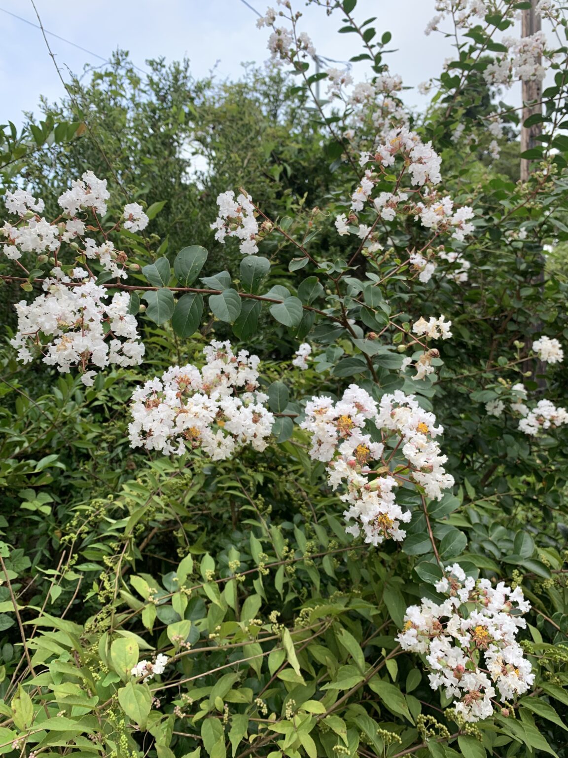 成田市『なごみの米屋』工場直販アウトレット情報【8月】 | シエスタのお散歩グルメ